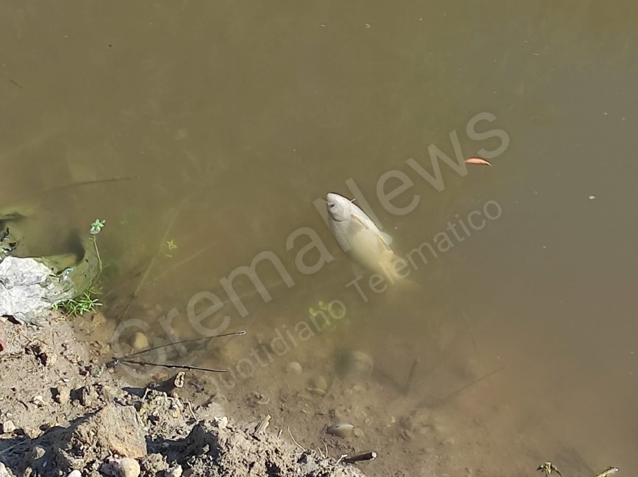 Crema News - Moria di pesci