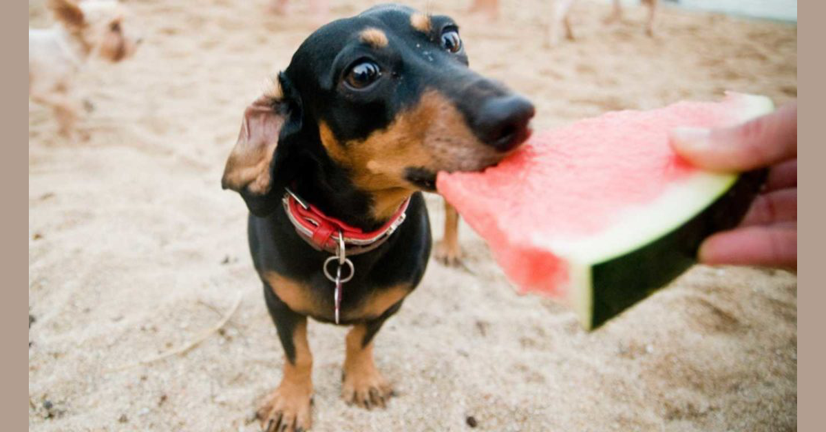 Crema News - Crema - Estate da cani